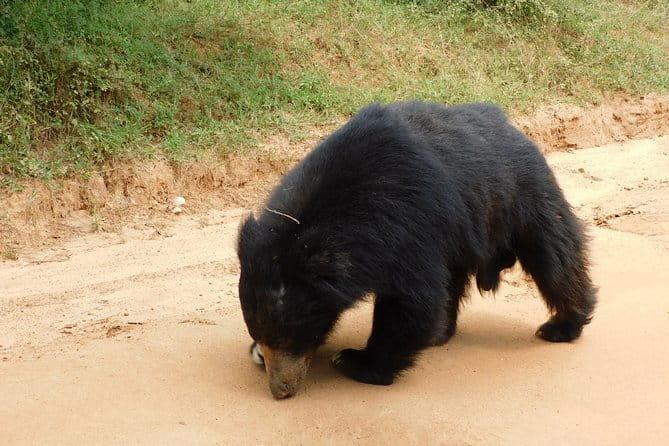 YALA SAFARI TOUR from Galle/Unawatuna/Mirissa/Tangalle/Ella - FAQ