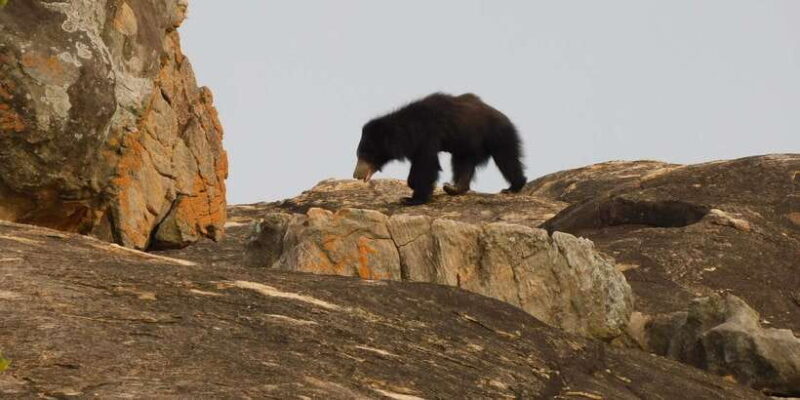 Yala Safari Tour from Hambantota Port area (Shore Excursion) - Key Points