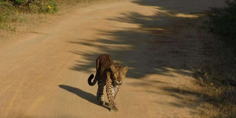 Yala Safari Tour from Hambantota Port area (Shore Excursion) - The Value of the Tour