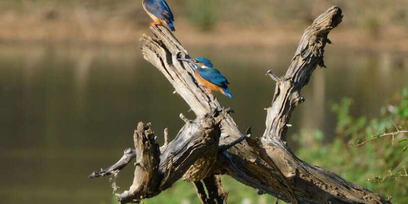 Yala Safari Tour from Hambantota Port area (Shore Excursion) - Who Will Love This Tour?