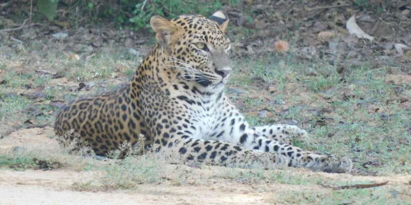 Yala Safari Tour from Hambantota Port area (Shore Excursion) - FAQ