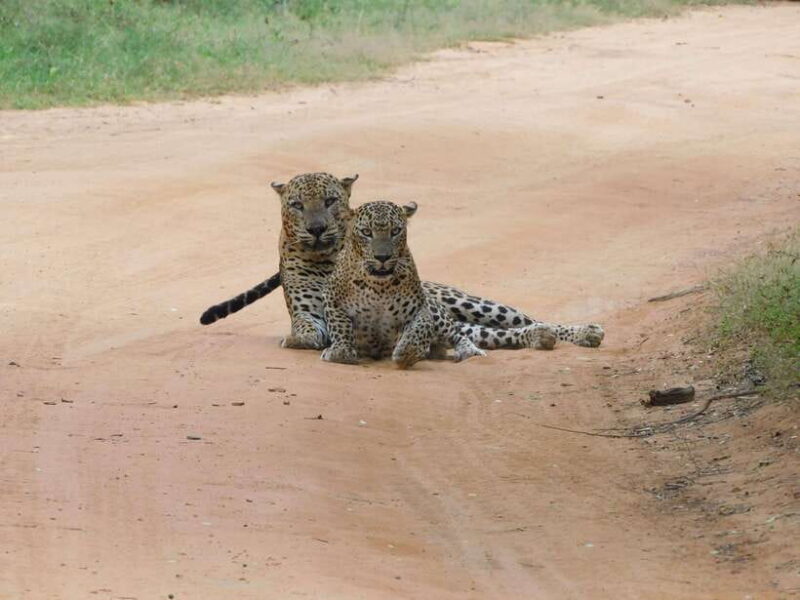 YALA SAFARI TOUR with Galle/Mirissa/Tangalle/Ella Transfers - Key Points