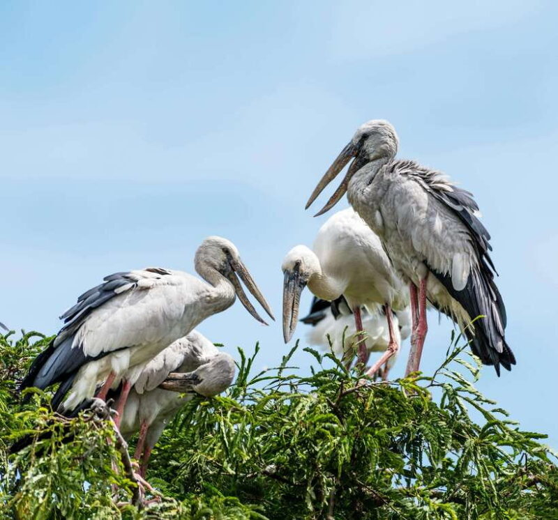 YALA SAFARI TOUR with Galle/Mirissa/Tangalle/Ella Transfers - Authentic Encounters and Reviews