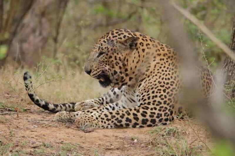 Yala Safari Tours : 7 hours & 12 hours Safari - The Authentic Touch: Wildlife and Bird Watching