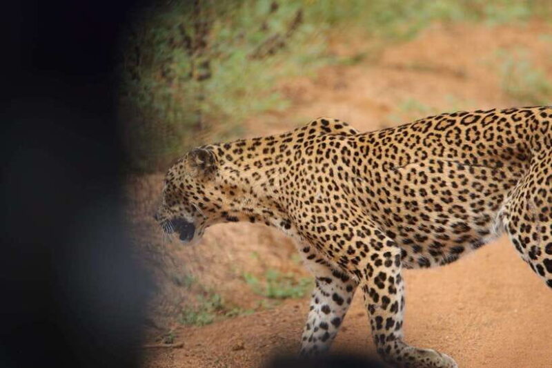 Yala Safari Tours : 7 hours & 12 hours Safari - Practicalities and Tips