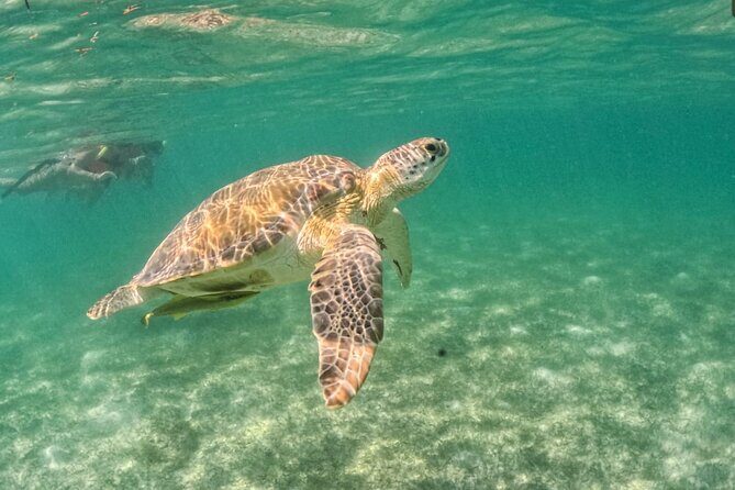 Yalku lagoon and turtles akumal sanctuary - Final Thoughts