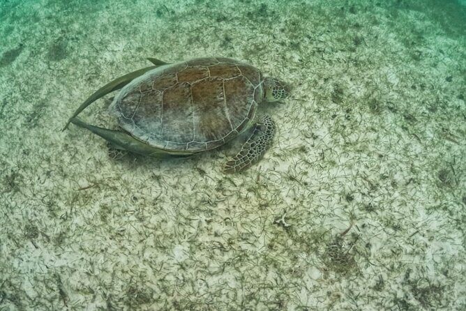 Yalku lagoon and turtles akumal sanctuary - FAQs