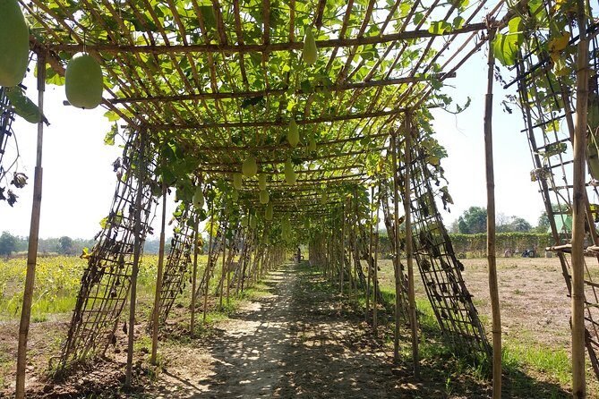Yangon Outskirts - Rural Life Experience - The Itinerary: A Step-by-Step Breakdown
