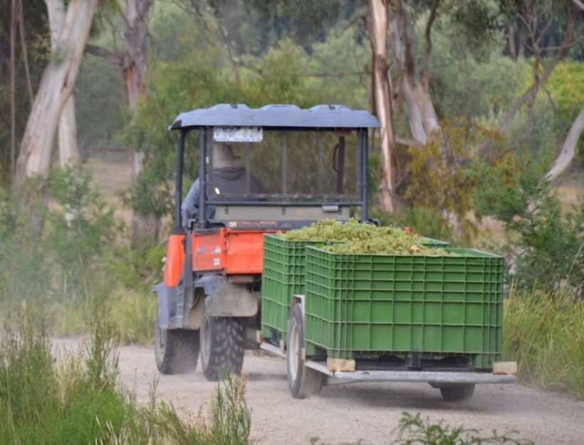 Yarra Valley and Dandenong Ranges: Scenic Bus Tour and Lunch - Who Should Consider This Tour?