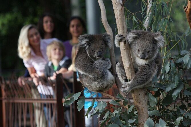Yarra Valley Family Tour Wine, Wildlife, and Chocolate - Key Points