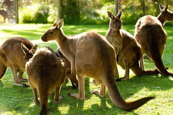 Yarra Valley Family Tour Wine, Wildlife, and Chocolate - A Deep Dive into the Yarra Valley Experience