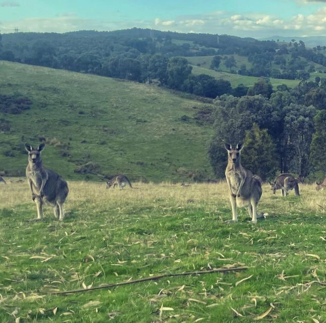 Yarra Valley Foodies Tour with Chandon and Kangaroo Safari! - Key Points