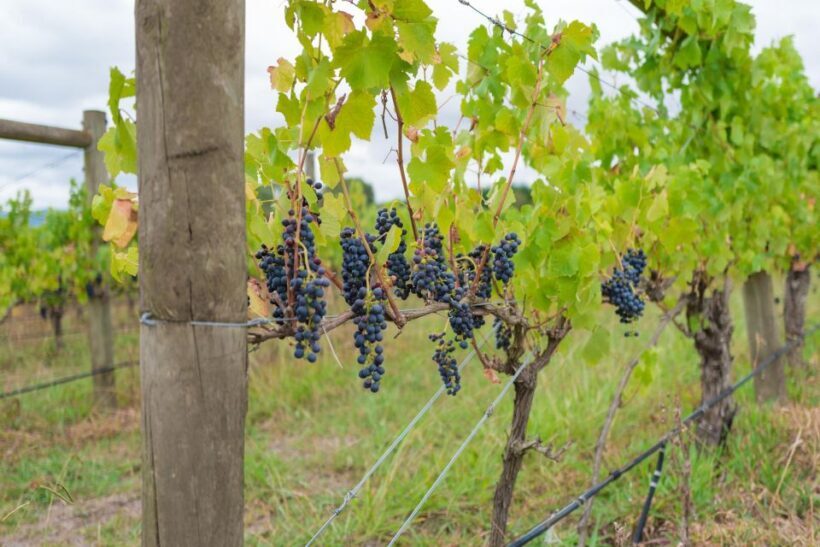 Yarra Valley Full Day Grazing Tour: Gin, Wine, Pizza, Cheese - The Sum Up: Who Will Love This Tour?