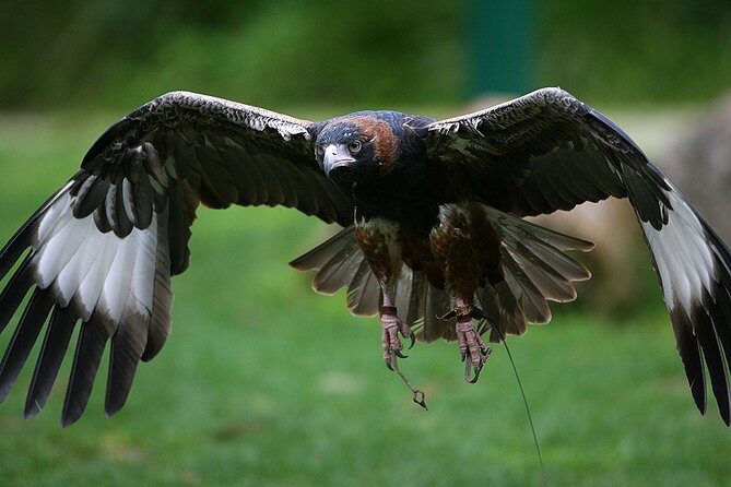 Yarra Valley Wildlife & Wine Day Tour with Healesville Sanctuary - What Past Travelers Love Most