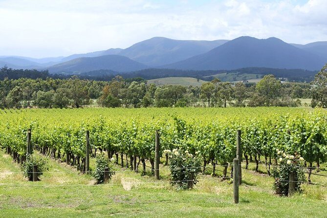 Yarra Valley Wine Day Tour - The Experience: What Travelers Are Saying