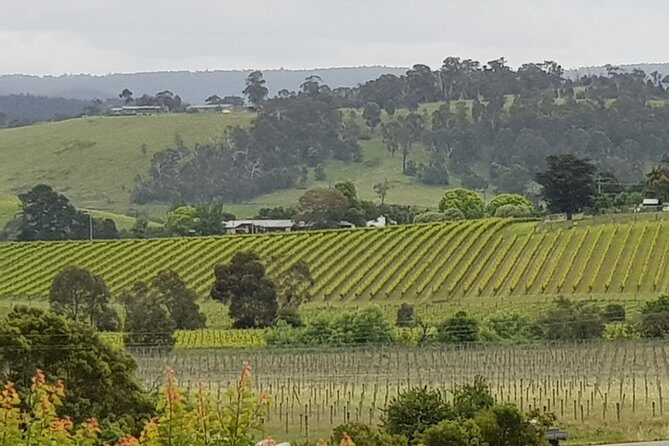 Yarra Valley Wine Tasting Day Tour from Melbourne - What is the Yarra Valley Wine Tasting Day Tour from Melbourne?