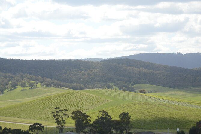 Yarra Valley Wine Tasting Private Tours - The Itinerary: What to Expect