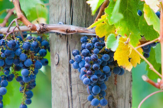 Yarra Valley Wine Tour inc lunch with a glass of wine, tastings and chocolate - The Sum Up: Who Should Consider This Tour?