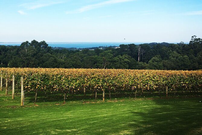 Yarra Valley Wine Tour inc lunch with a glass of wine, tastings and chocolate - Frequently Asked Questions