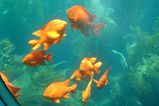 Yellow Semi-Submarine Tour of Catalina Island From Avalon - The Sum Up: Who Will Love This Tour?