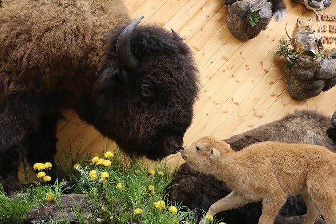 Yellowknife City Tour + Nature's North Wildlife Gallery - FAQ