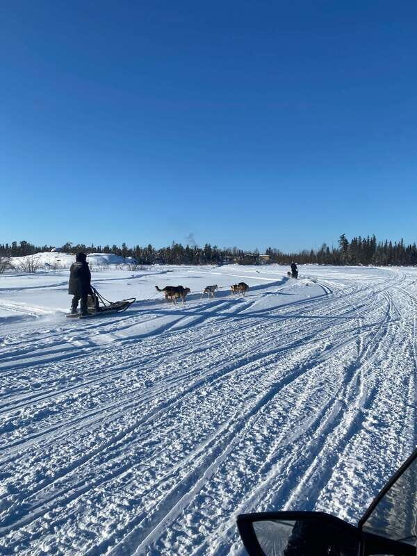 Yellowknife: Dog Sledding Tour - An In-Depth Look at the Tour