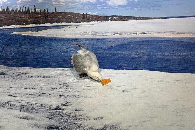 Yellowknife Sightseeing City Tour - What Makes This Tour Stand Out?