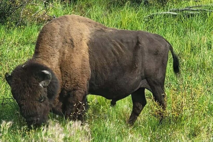 Yellowknife: Wild Bison Highway Tour - Final Thoughts