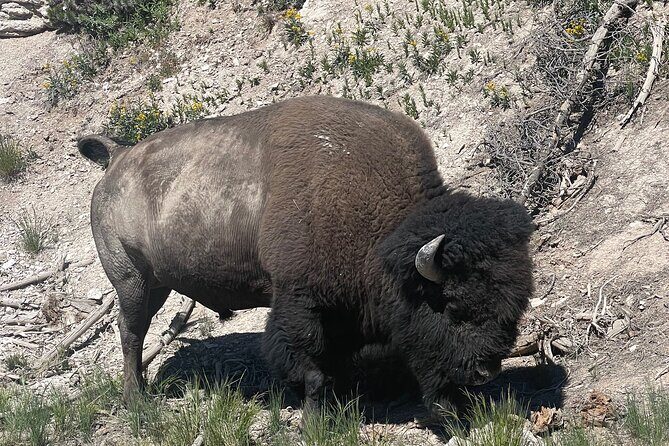 Yellowstone Bus Tour - An In-Depth Look at the Yellowstone Bus Tour