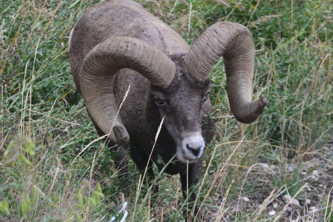 Yellowstone For Kids All-inclusiveFamily Fun Tours PU Cody Wy - Who Should Consider This Tour?