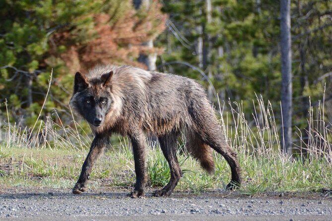 Yellowstone For Kids Family Fun Tour w/PU in West Yellowstone - Hayden Valley: Wildlife Watching Paradise