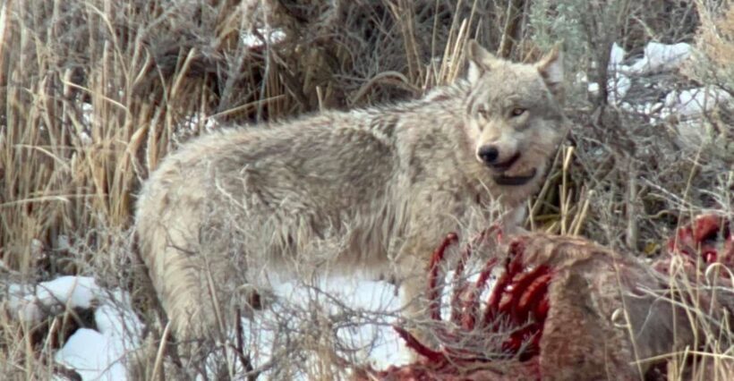 Yellowstone: Full-Day Private Guided Tour by Car with Lunch - Key Points