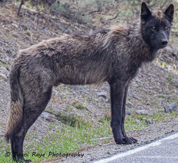 Yellowstone: Full-Day Private Guided Tour by Car with Lunch - Final Thoughts: Why Choose This Yellowstone Tour?