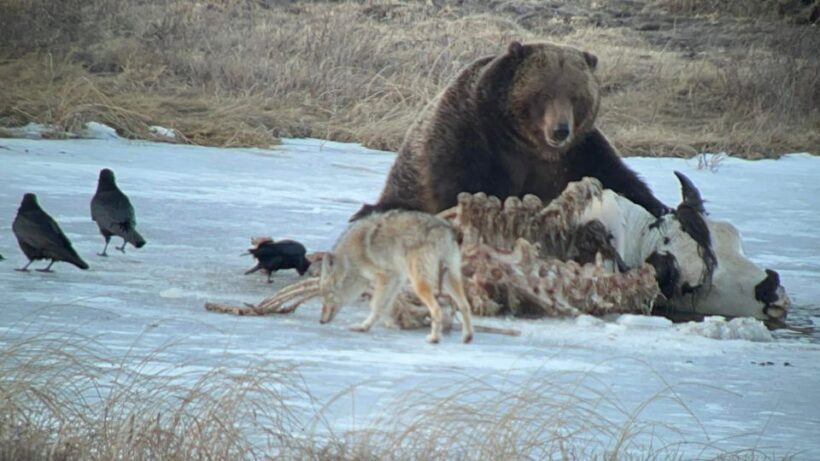 Yellowstone: Full-Day Private Guided Tour by Car with Lunch - FAQ