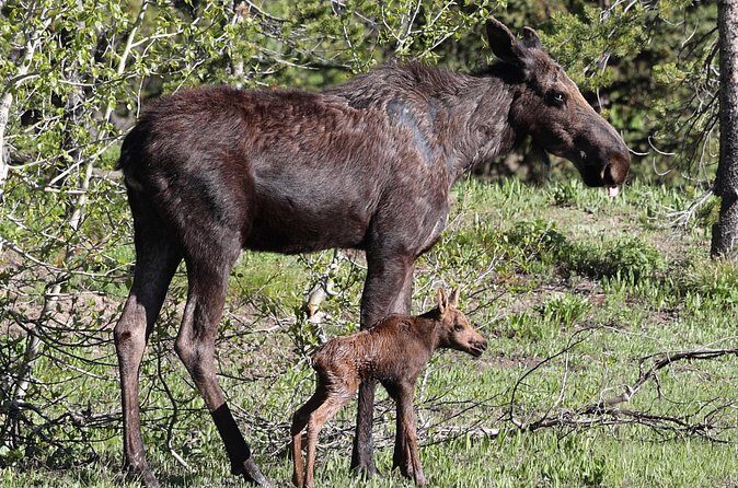Yellowstone Full Day Tours - Final Words