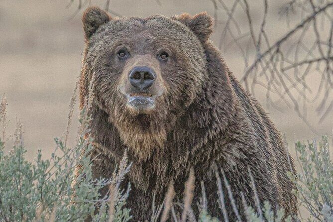 Yellowstone Full-Day Upper Loop with Wildlife Adventure w/Lunch - Why This Tour Offers Great Value