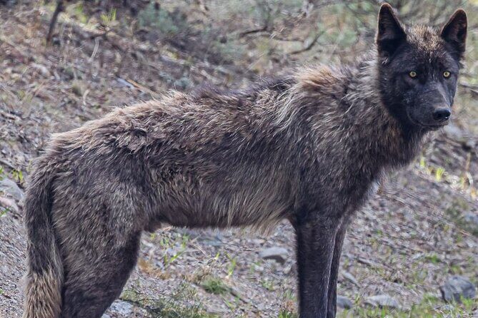 Yellowstone Full-Day Upper Loop with Wildlife Adventure w/Lunch - Practical Tips for Booking and Participating