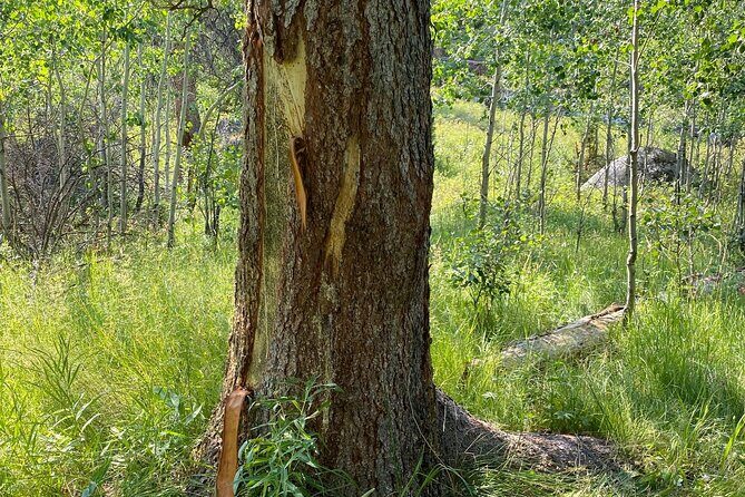 Yellowstone Full-Day Upper Loop with Wildlife Adventure w/Lunch - An Honest Look at the Tour Experience