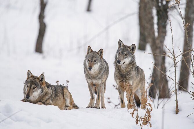 Yellowstone Full Day Winter Tour (With Optional Hike or Snowshoe) - What Do Travelers Say?
