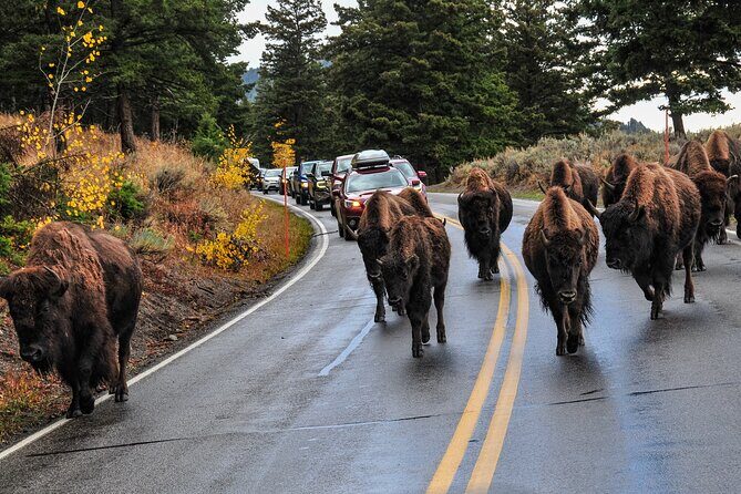 Yellowstone, Grand Teton, and Hot Springs: Small Group 5-Day Tour - Who This Tour Is Best For