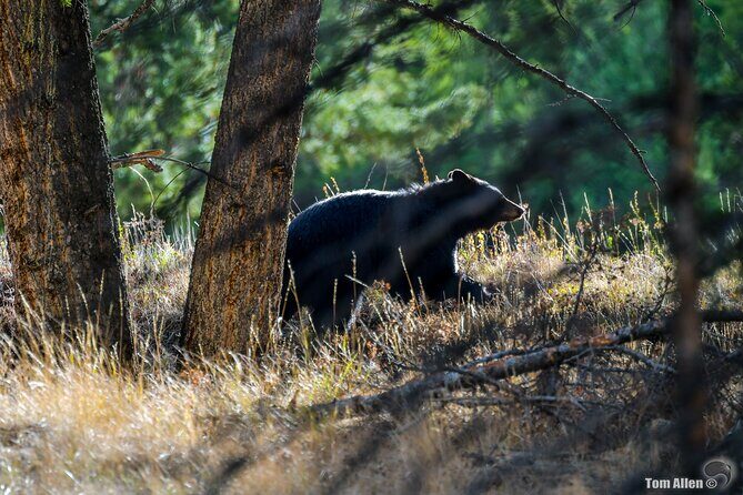 Yellowstone & Grand Teton National Parks: Small Group 3-Day Tour - In The Sum Up