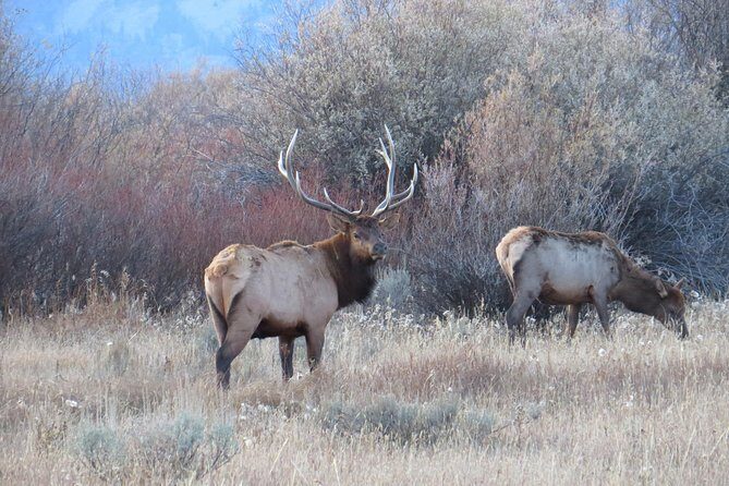 Yellowstone & Grand Teton National Parks - Ultimate Wildlife Safari - Why This Tour Works for You