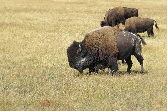 Yellowstone & Grand Teton National Parks - Ultimate Wildlife Safari - Final Thoughts