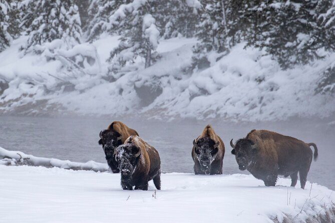 Yellowstone & Grand Teton National Parks Winter Tour: Small Group 4-Day Tour - Why This Tour Offers Good Value