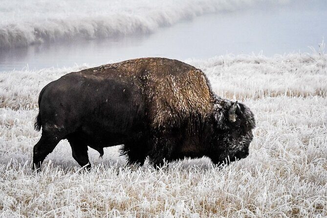 Yellowstone, Grand Teton & Utah Mighty 5 Winter Tour: Small Group 9-Day Tour - Why This Tour Delivers Value