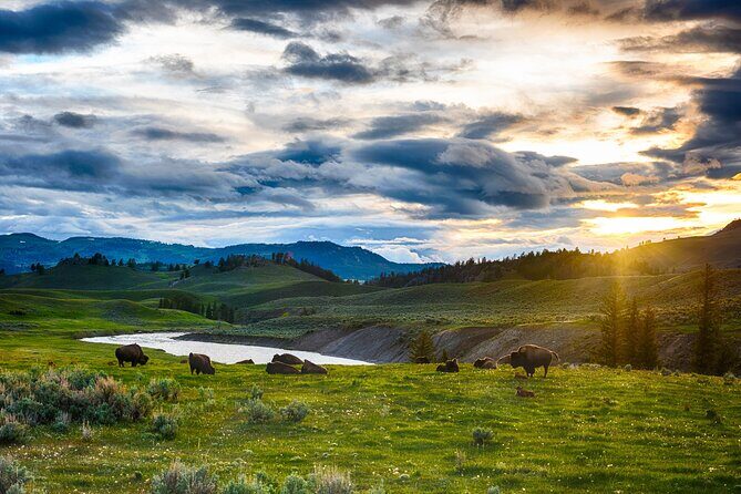Yellowstone in a Day - Grand Loop Yellowstone Tour - Who Will Love This Tour?