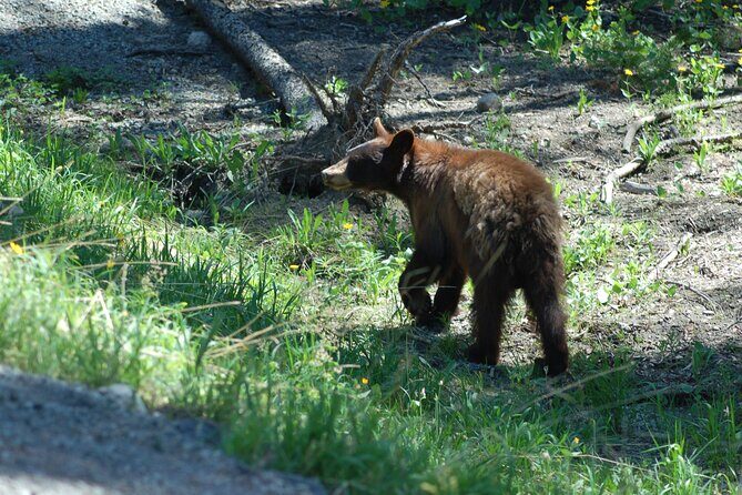 Yellowstone Lower (Southern) Loop Tour - Final Thoughts