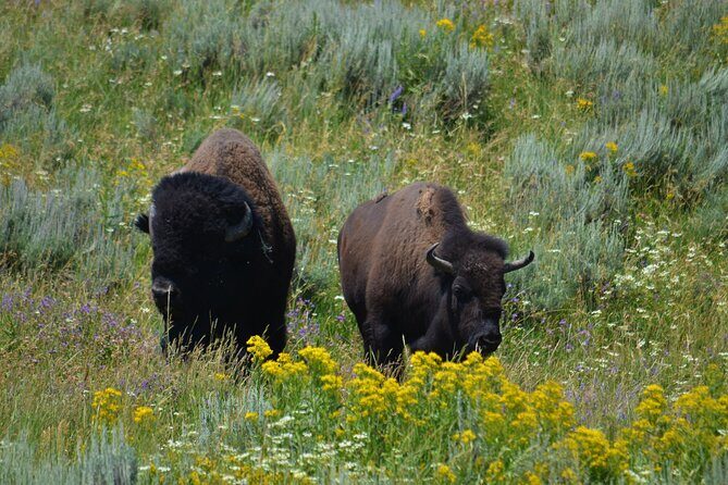 Yellowstone National Park 2 Day Tour Upper and Lower Loop - Who Will Love This Tour?