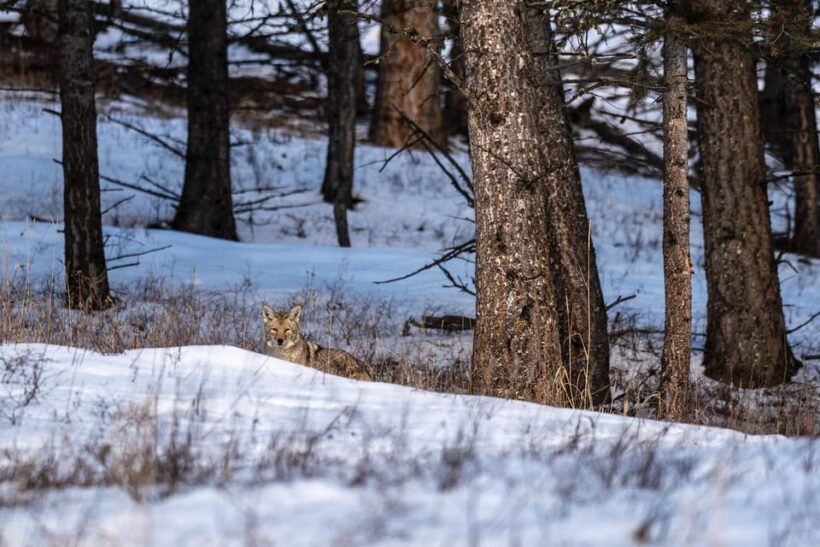 Yellowstone National Park: 3 Day Wildlife Photography Tour - Discovering Yellowstone in Winter: An In-Depth Review