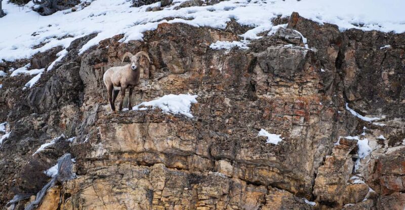 Yellowstone National Park: 3 Day Wildlife Photography Tour - The Sum Up